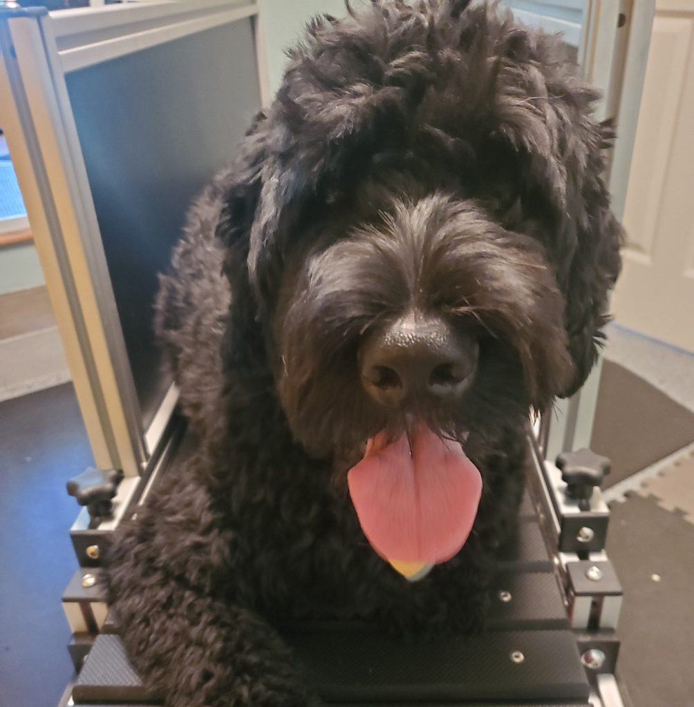 Best puppy chews for teething - Pupgrade Dog Training