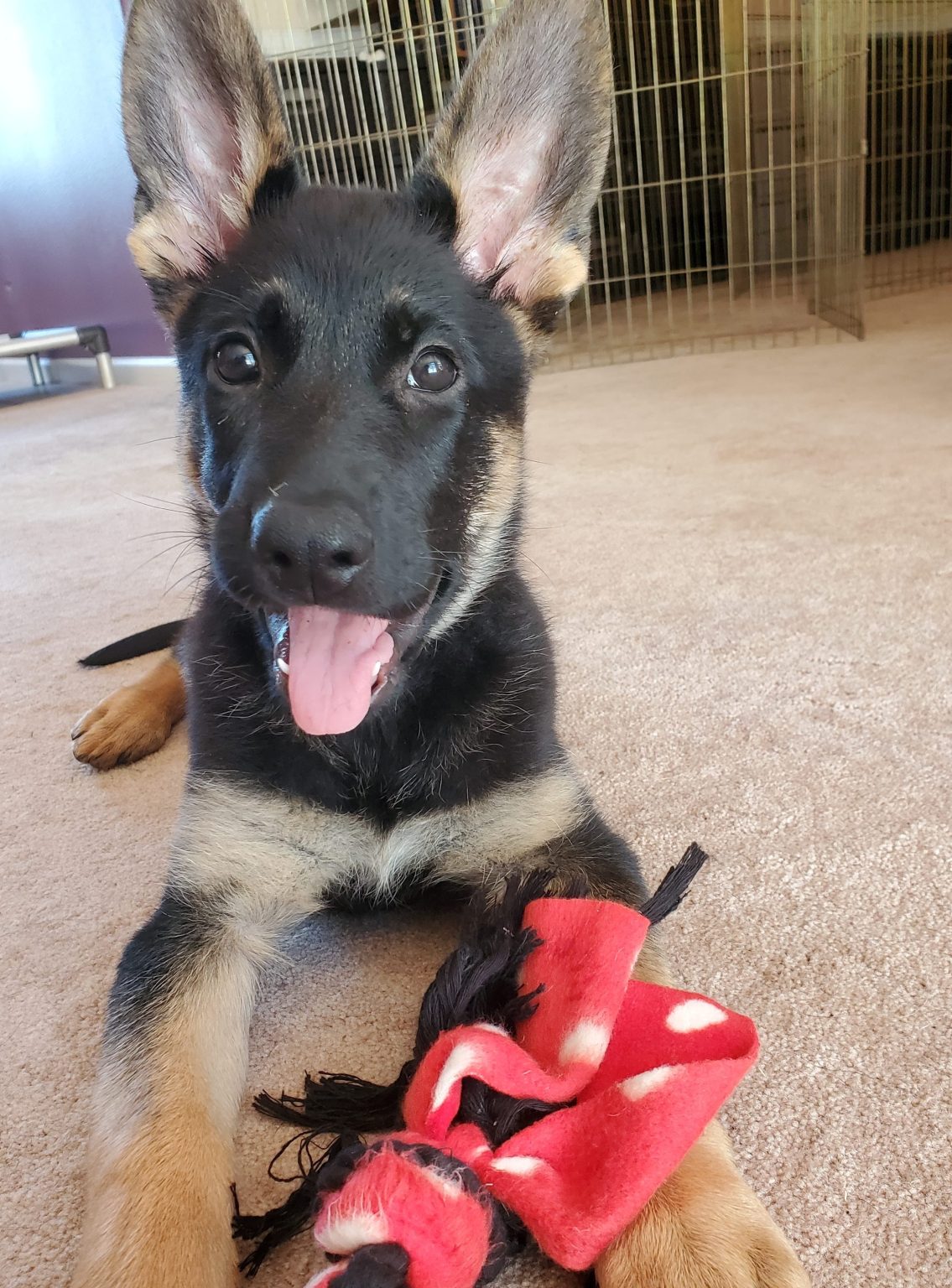 Best puppy chews for teething - Pupgrade Dog Training